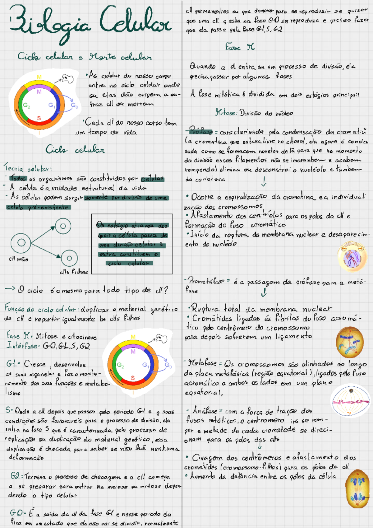 Aula de biologia - Bilogia Celular cll permanentes are que demorar para ...