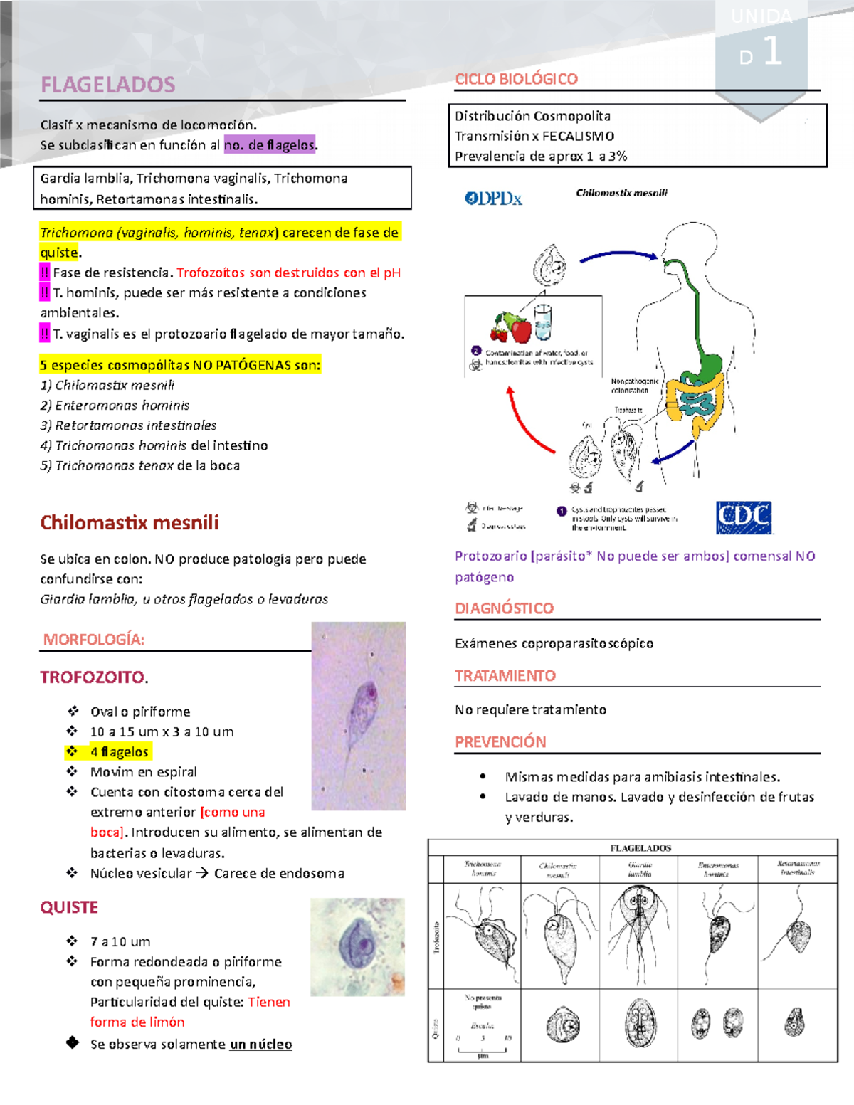 Notas 1er parcial - Flagelados - D 1 FLAGELADOS Clasif x mecanismo de ...
