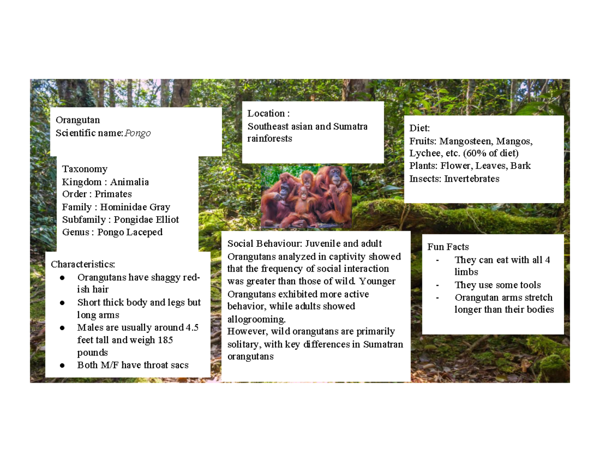 group assignment - Orangutan Scientific name:Pongo Location : Southeast ...