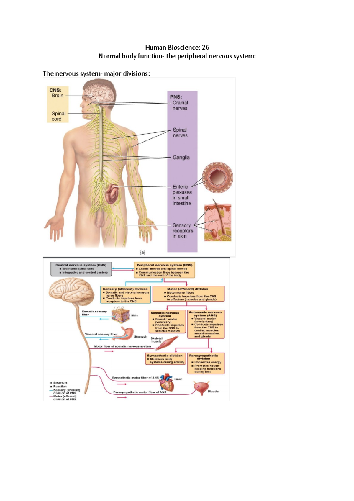 Human Bioscience- LEC 26 - Human Bioscience: 26 Normal body function- the peripheral nervous ...