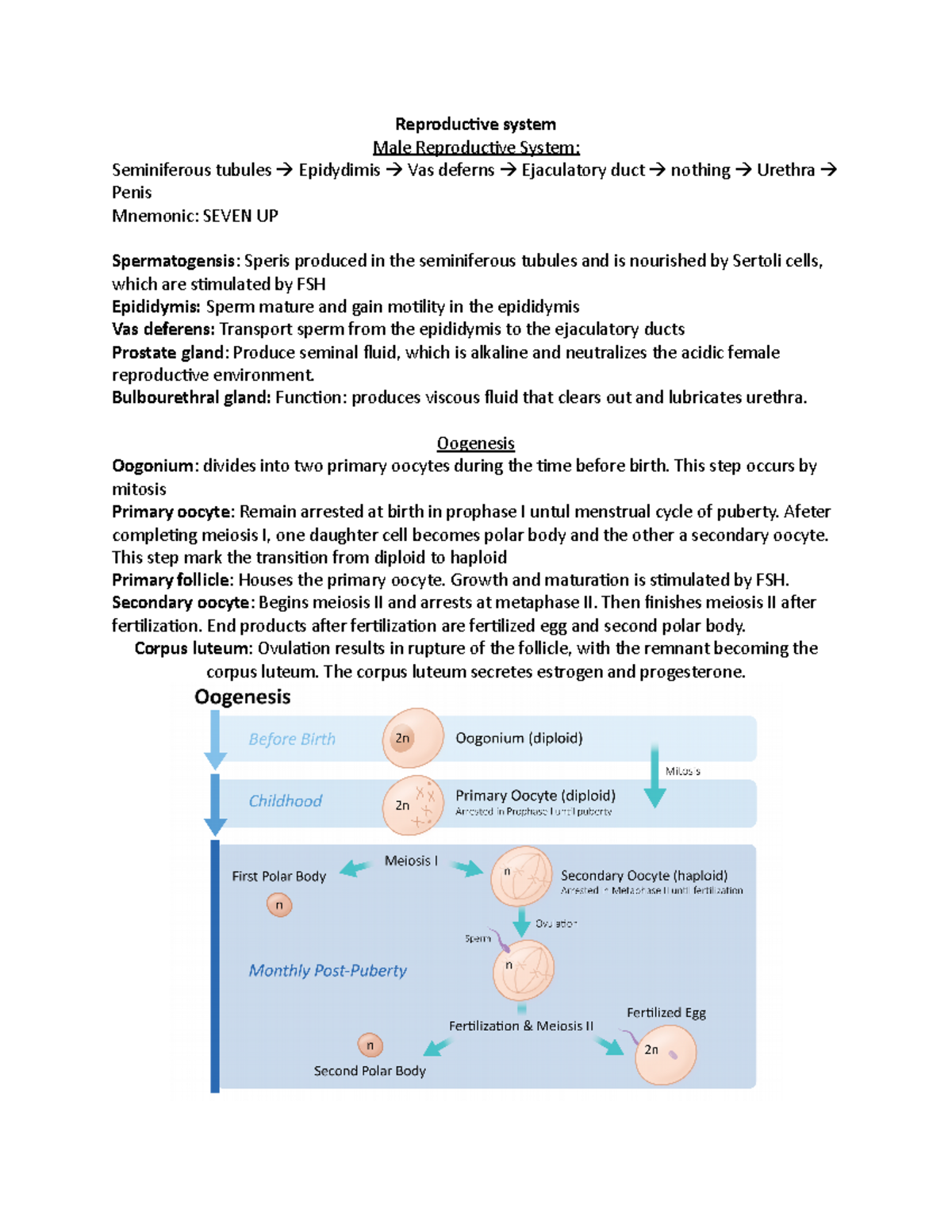 Reproductive system - Reproductive system Male Reproductive System ...