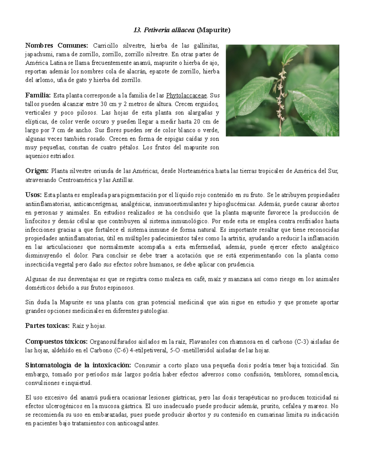 Planta Mapurite - 13. Petiveria alliacea (Mapurite) Nombres Comunes ...