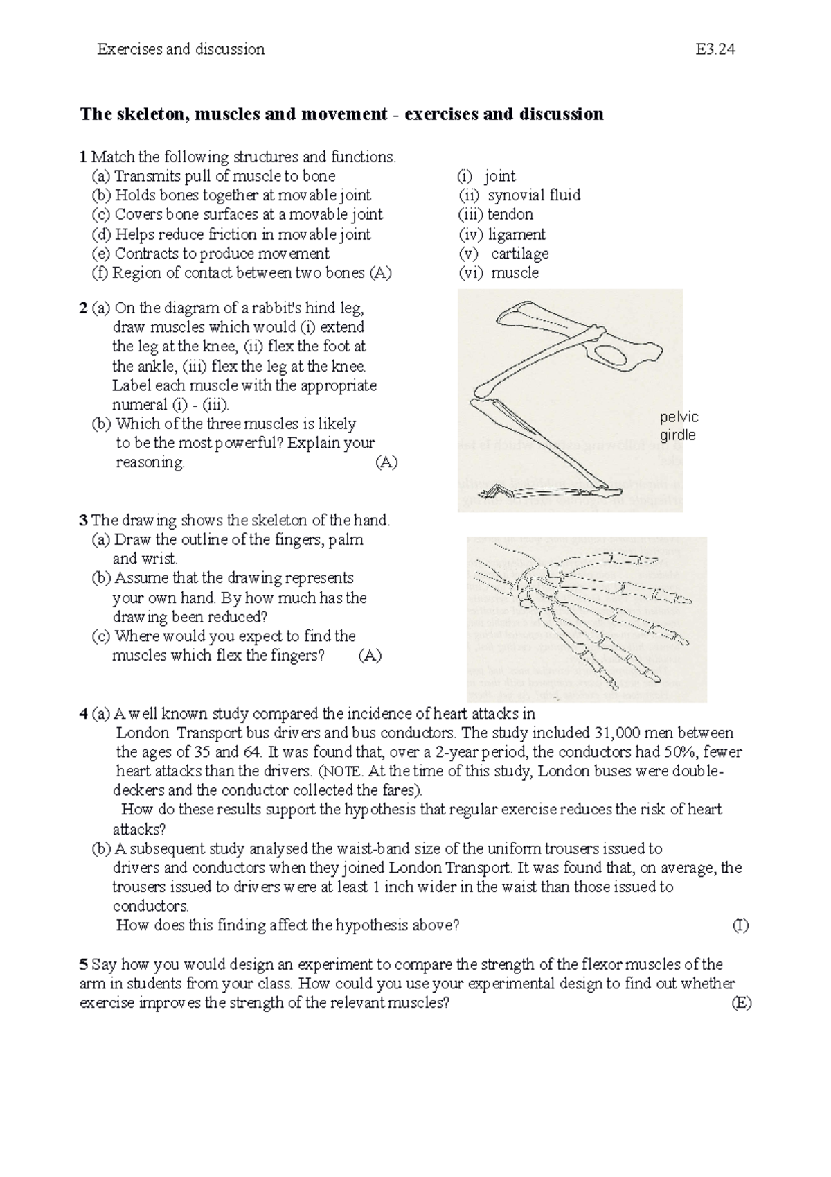 Exercises-03h-skeleton - The skeleton, muscles and movement - exercises ...