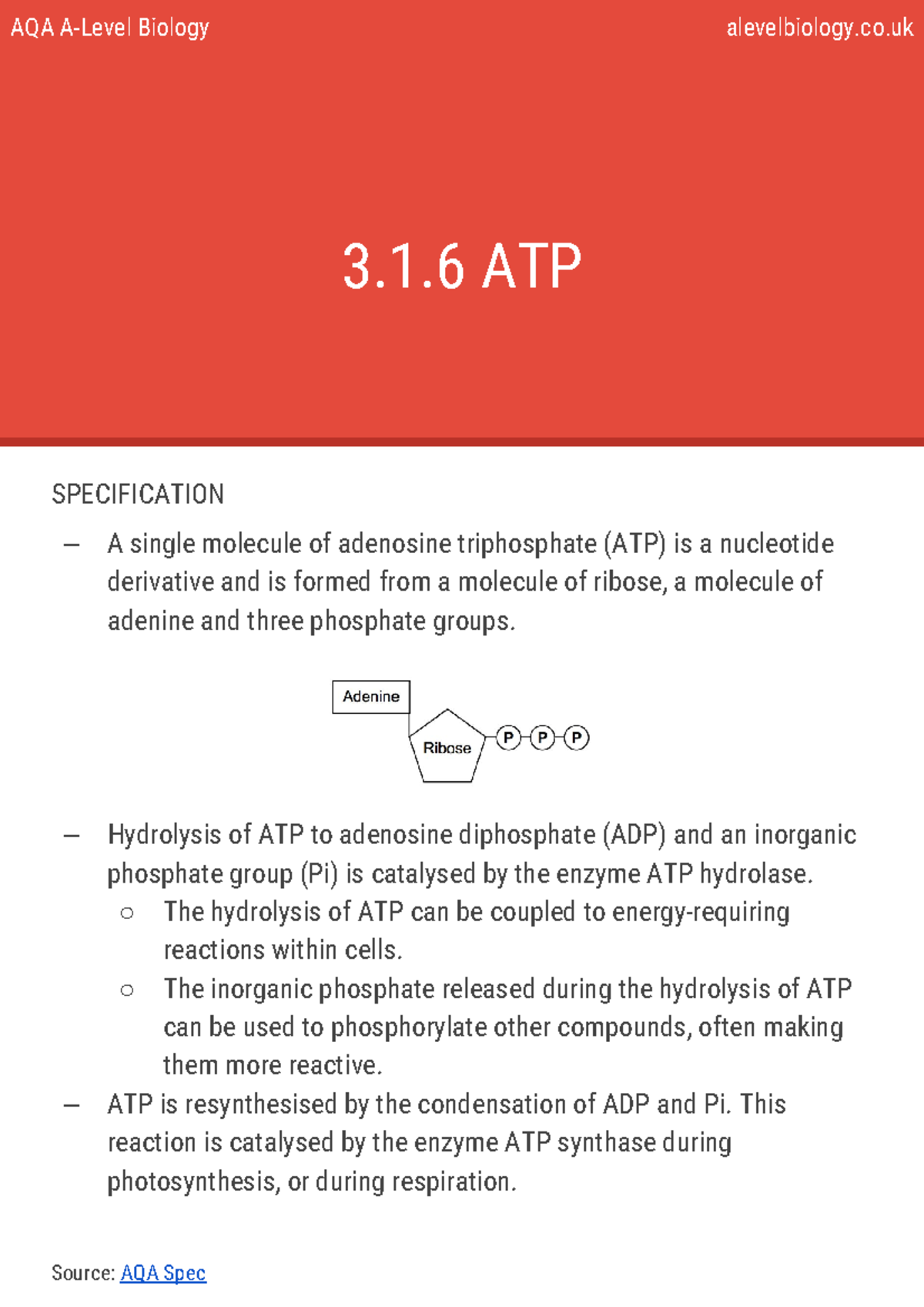 AQA AS Biology 3.1.6 - ATP - AQA A-Level Biology alevelbiology.co 3.1 ...