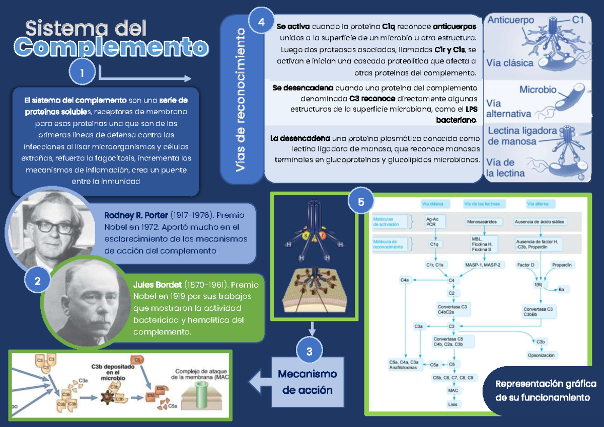 Infograma DEL Sistema DEL Complemento - Sistema del Rodney R. Porter ...