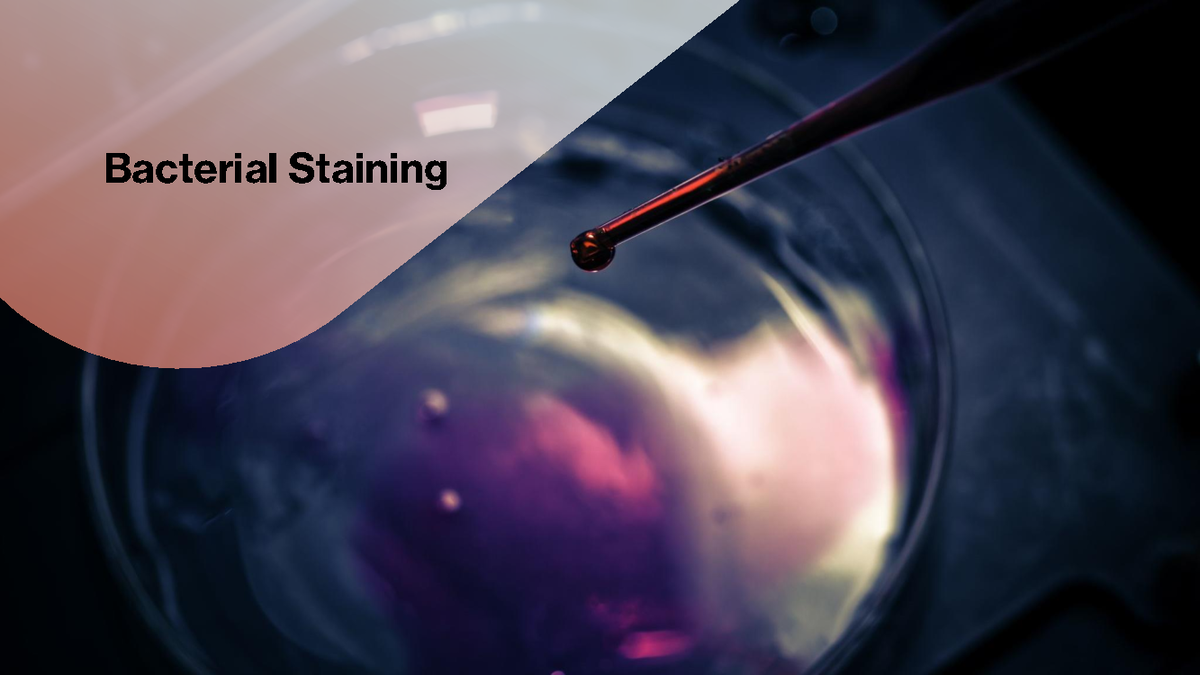 2024 Staining GS - review material - Bacterial Staining Gram’s Staining ...
