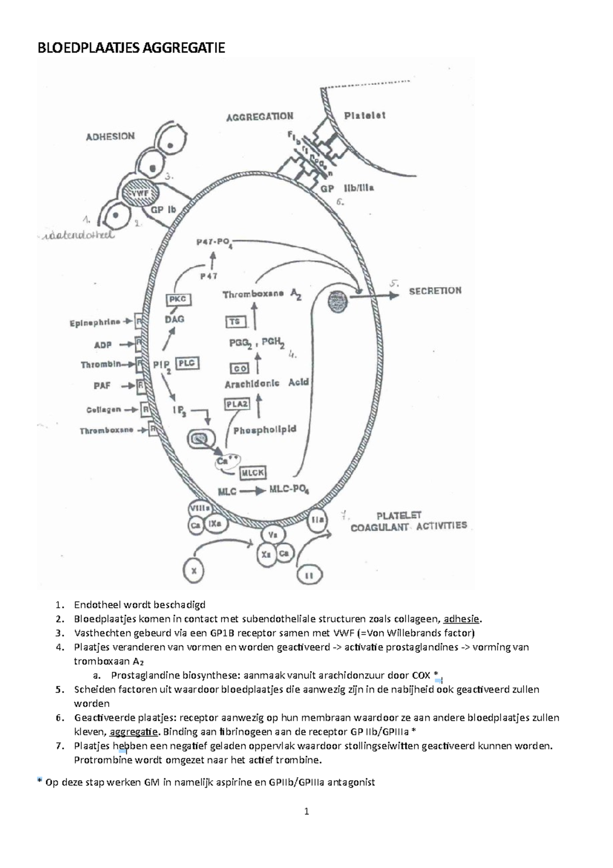 Bloedplaatjes - samenvatting - BLOEDPLAATJES AGGREGATIE Endotheel wordt ...
