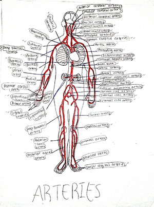 Virtual Electrocardiogram Lab Activity - Online Section Virtual ...