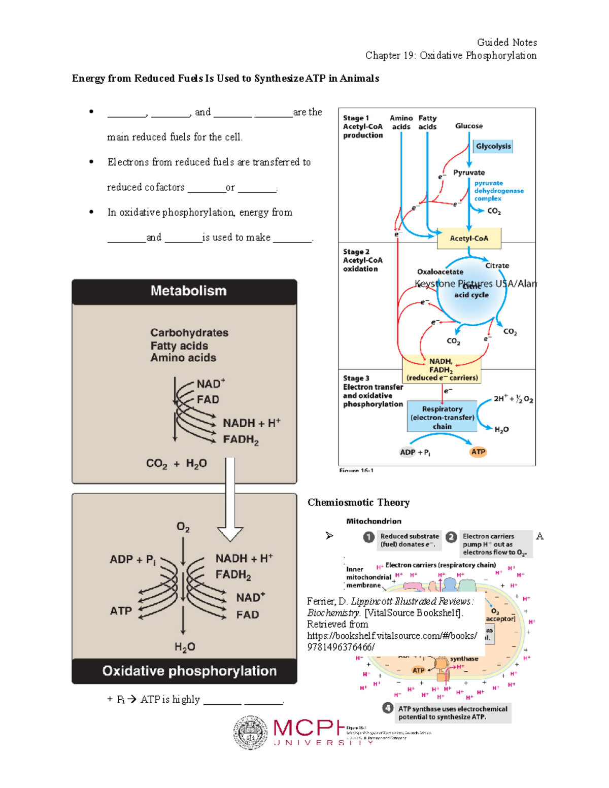 Chapter 19 Oxidative Phosphorylation Guided Notes - Chapter 19 ...