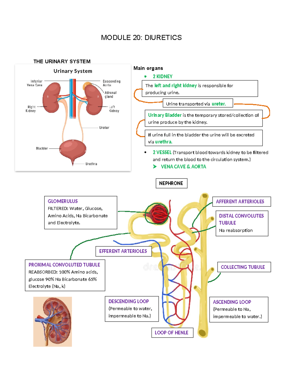 Diuretics - MODULE 20: DIURETICS THE URINARY SYSTEM Main organs 2 ...