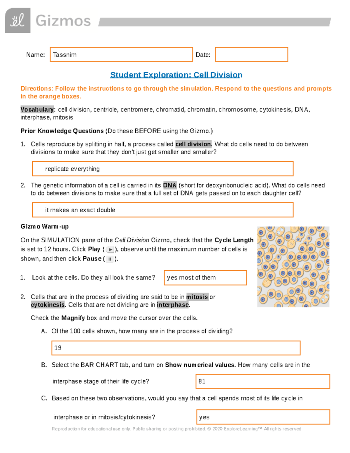 Cell Division - Tassnim - Google Docs - Student Exploration: Cell ...