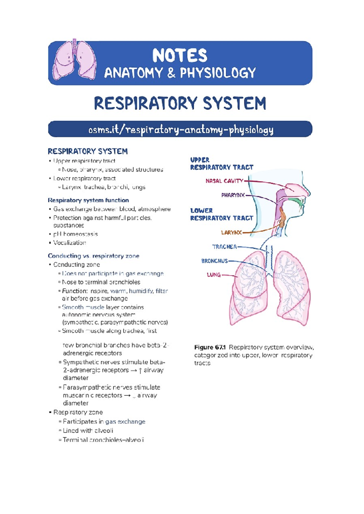Respiratory System Notes - Anaphy - Studocu