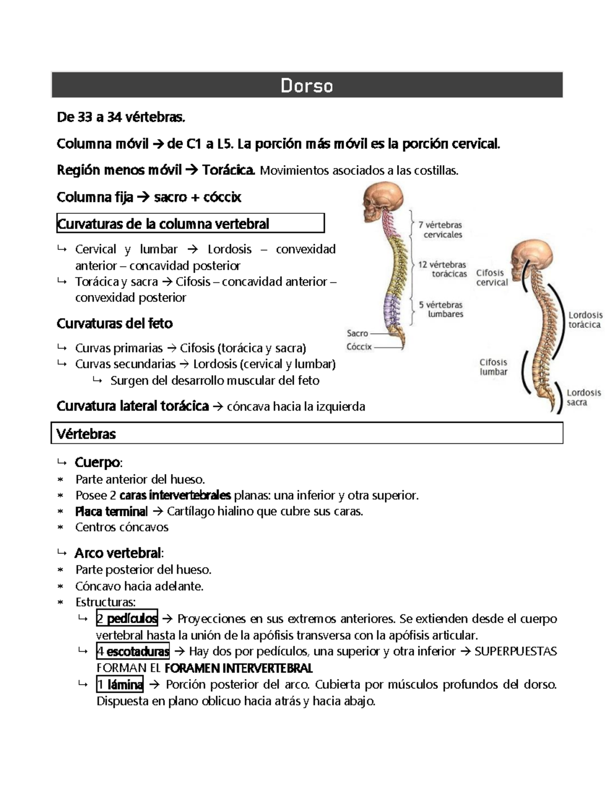 Dorso Resumen - Libro Pró Anatomia - Warning: TT: undefined function ...