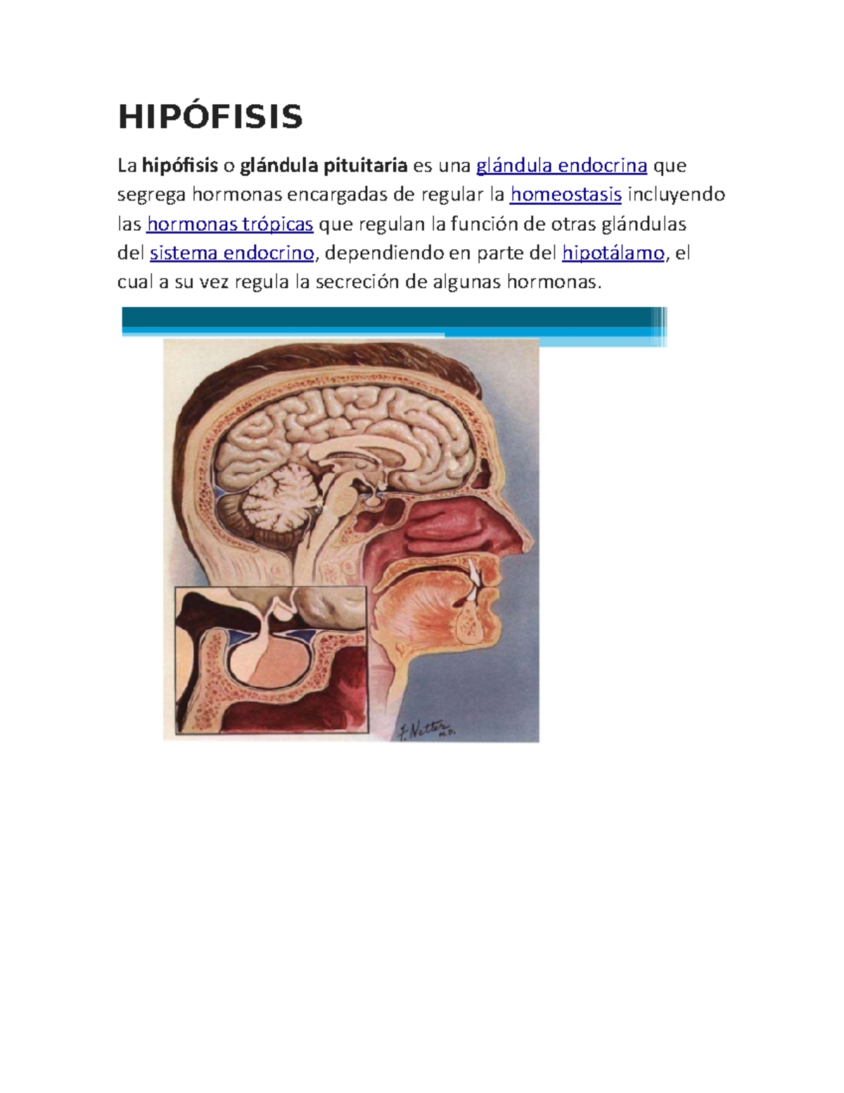 Hipófisis, anatomía, apuntes - HIPÓFISIS La hipófisis o glándula ...