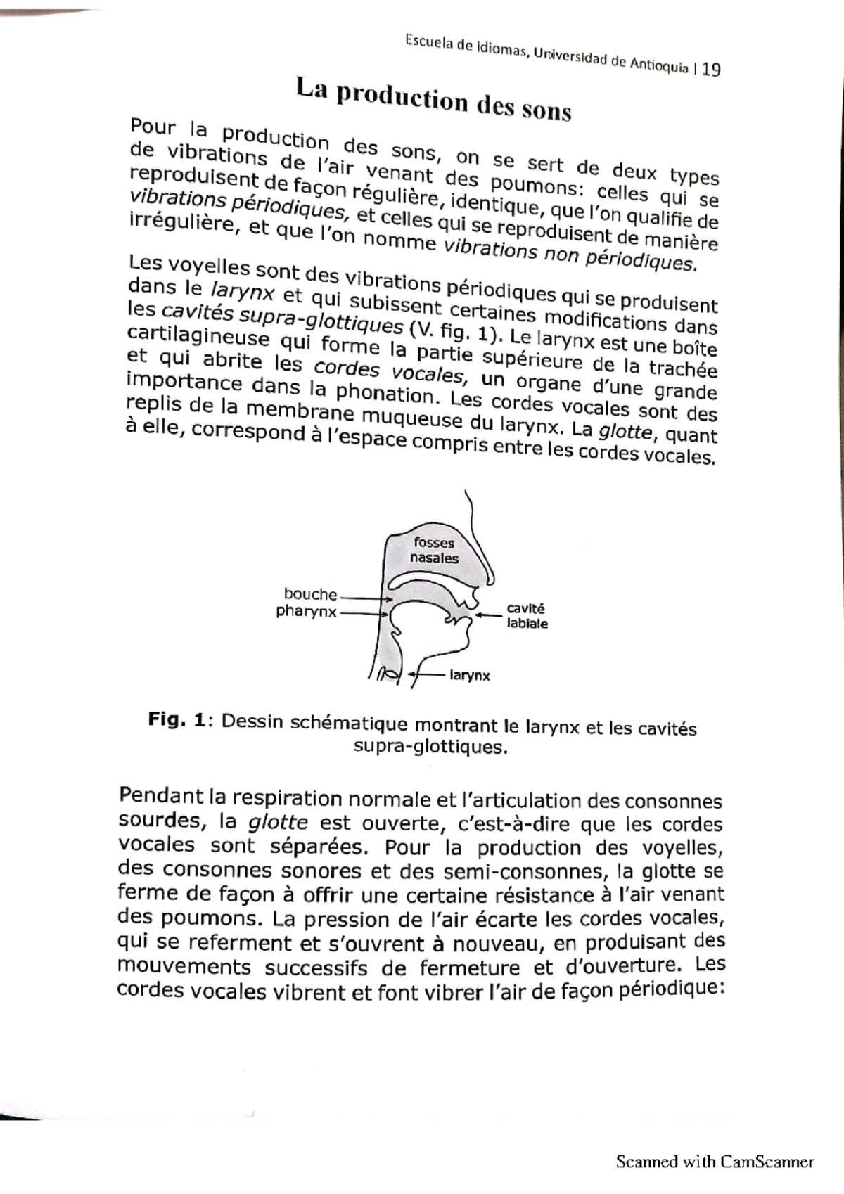 La production des sons. Rudiments de phonétique francaise - Licenciatur ...