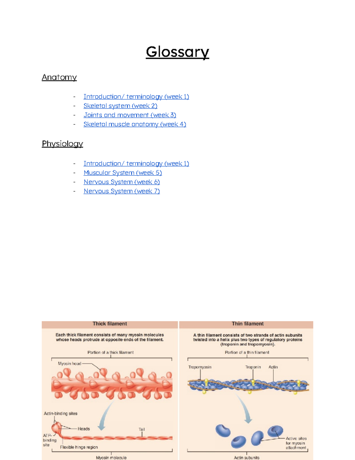 Anatomy And Physiology Lecture Notes Weeks 1-7 - Glossary Anatomy ...