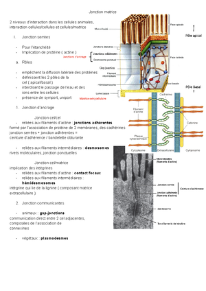 Chap 6 Les Jonctions Matrices - Jonctions Matrices I-Les jonctions ...