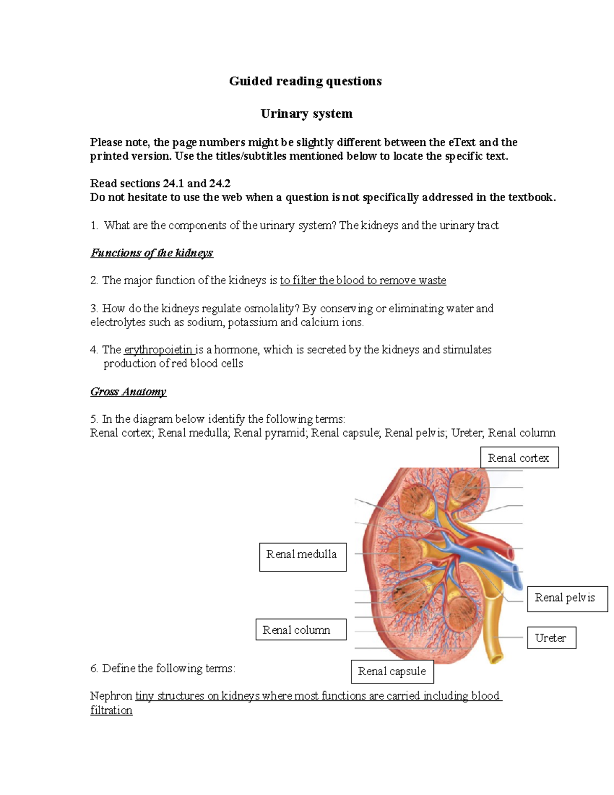 13 - GRQ- Urinary System - Guided reading questions Urinary system ...