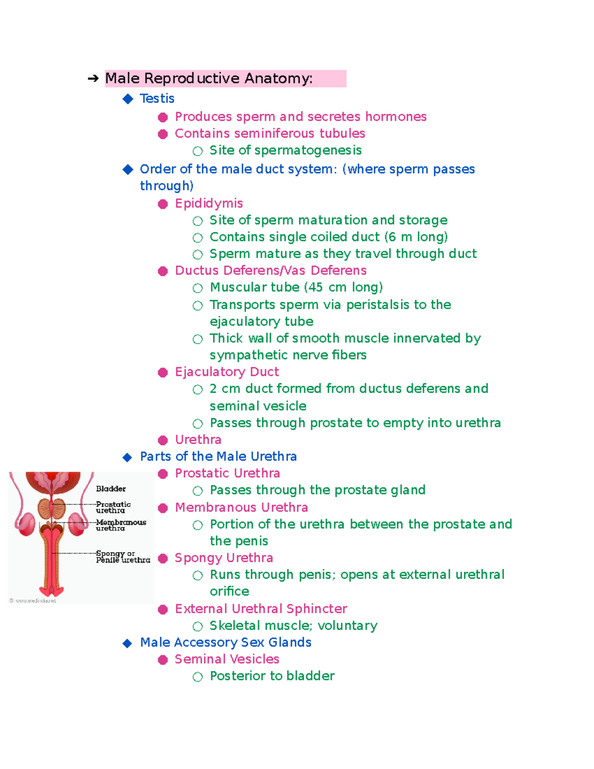 Final study guide - Lecture notes on reproductive system, nervous ...
