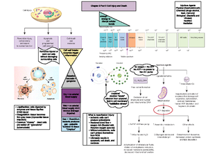 Concept Map Ch 6 Neoplasia #2 - Types of Malignant Neoplasms Benign ...
