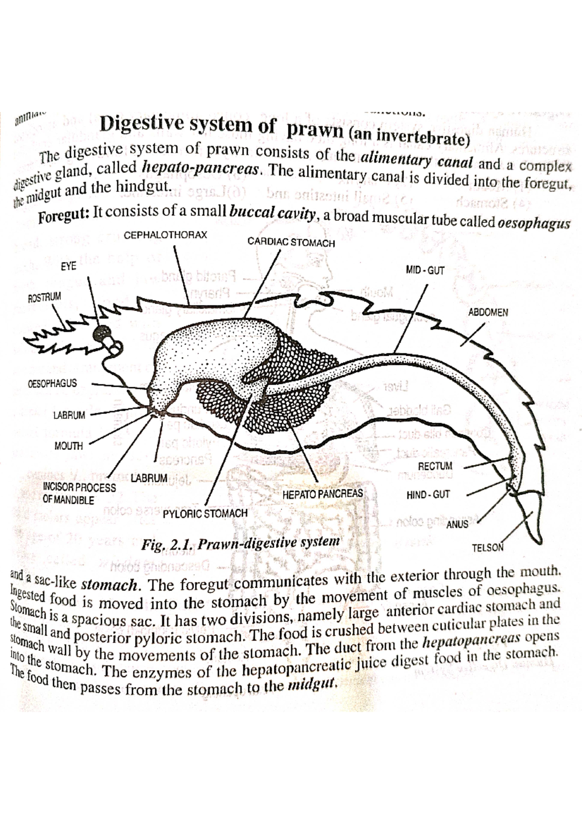 Digestive system of prawn(an invertebrate) - Kerala university Plus one ...