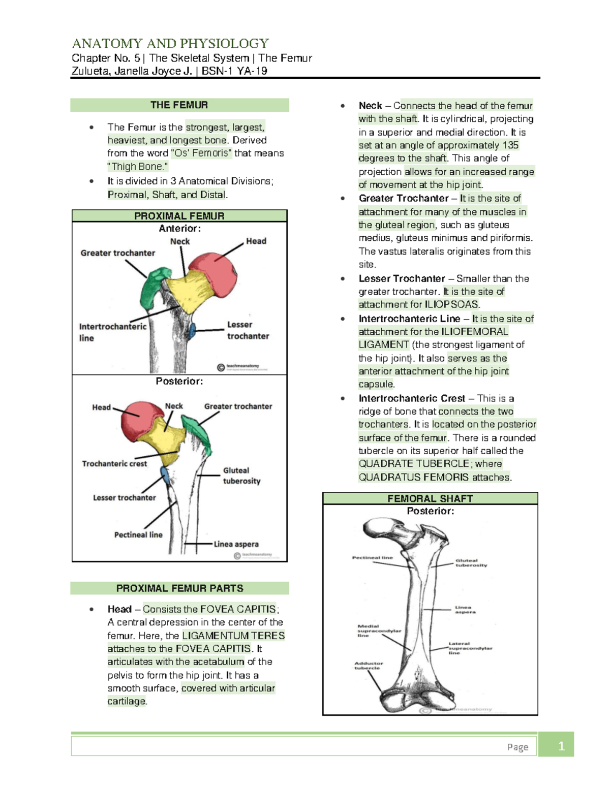 The Parts of a Femur - ANATOMY AND PHYSIOLOGY Chapter No. 5 | The ...