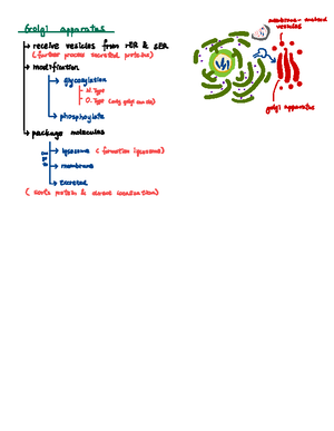 Cell Structure - Golgi apparatus vesicles receive vesicles from FER SER ...