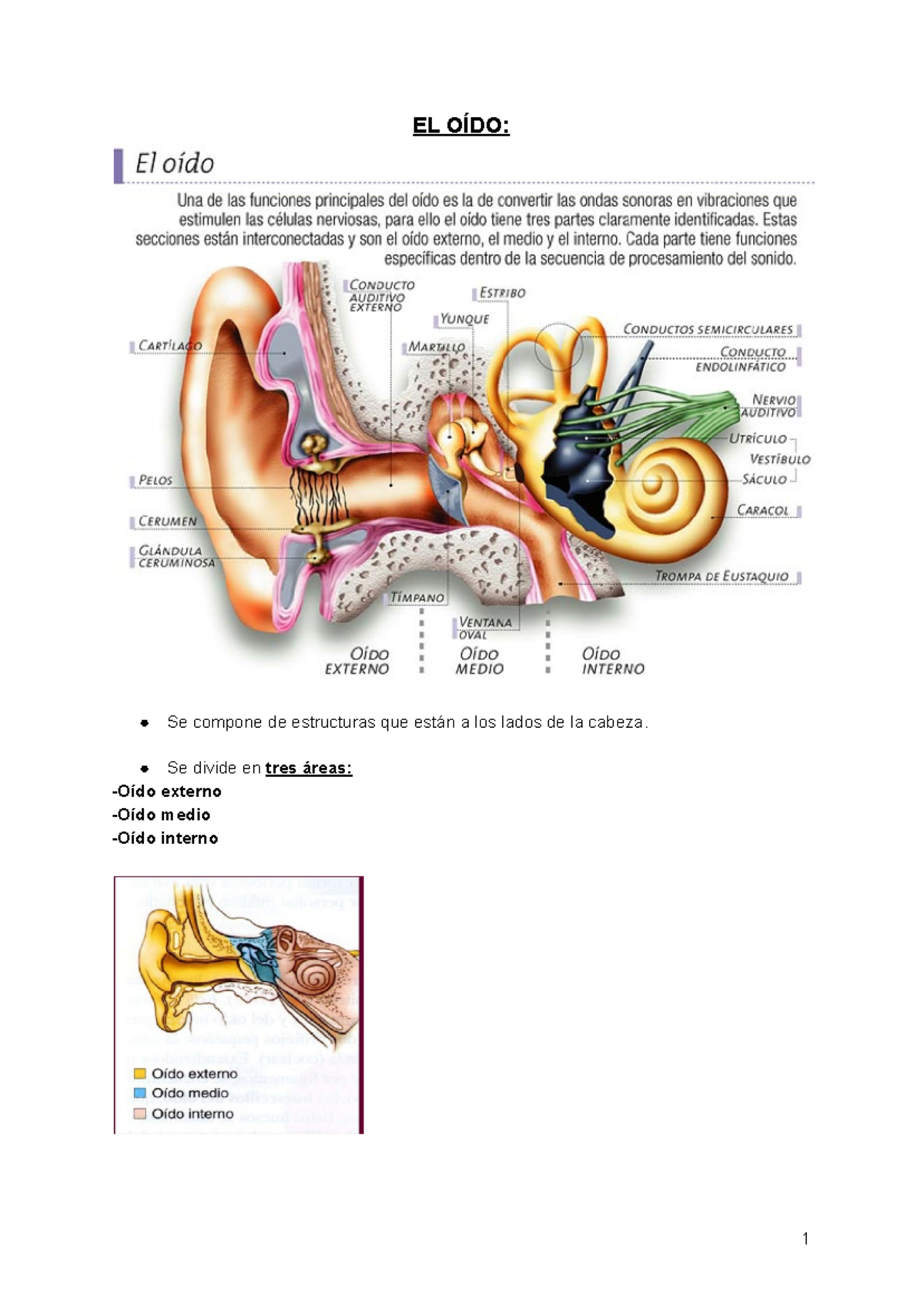 Anatomia (OIDO) - EL OÍDO: Se compone de estructuras que están a los ...