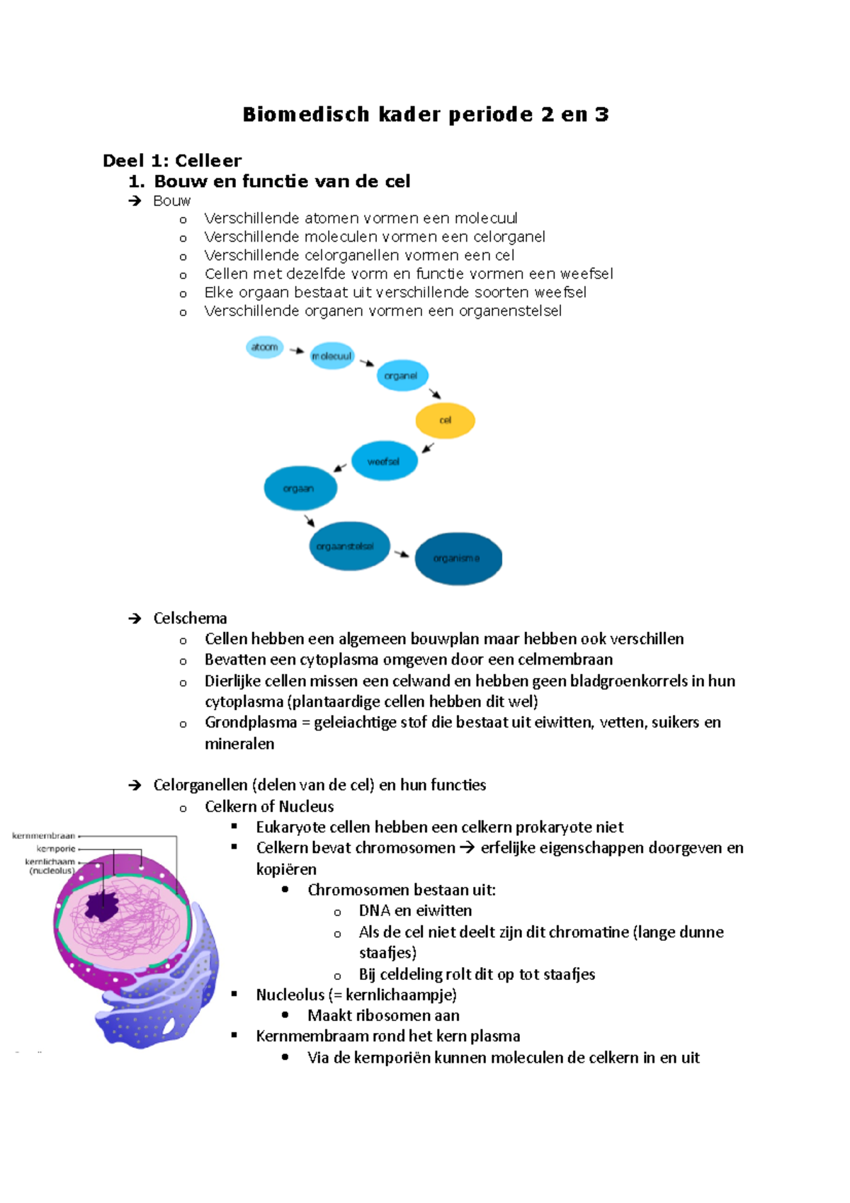 Biomedisch kader periode 2 en 3 - Bouw en functie van de cel Bouw o ...