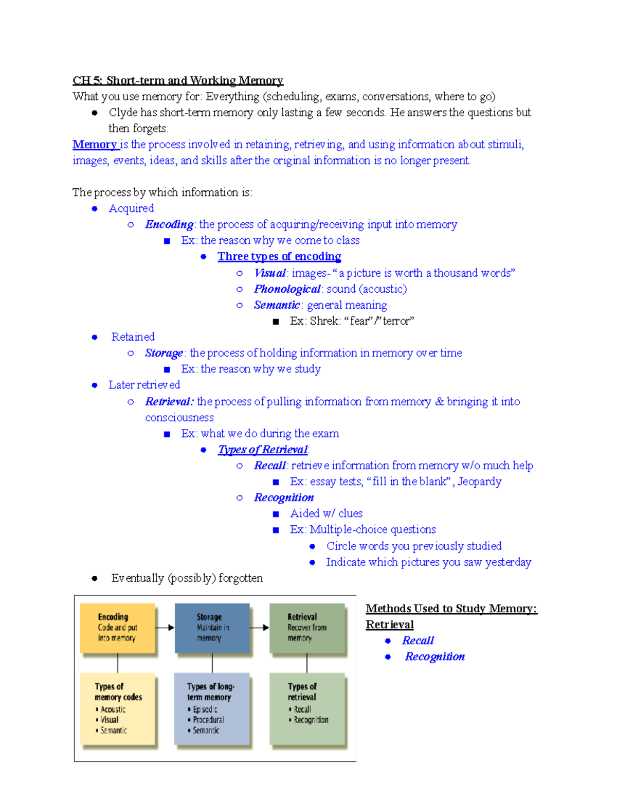 Guided Notes for exams - CH 5: Short-term and Working Memory What you ...
