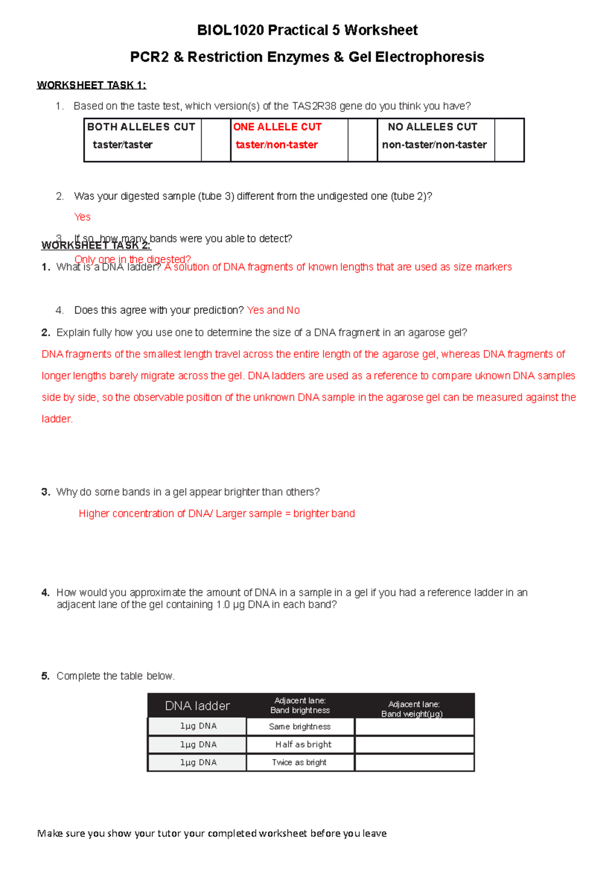 Practical 5 - PCR & Restriction Enzymes & Gel Electrophoresis Worksheet ...