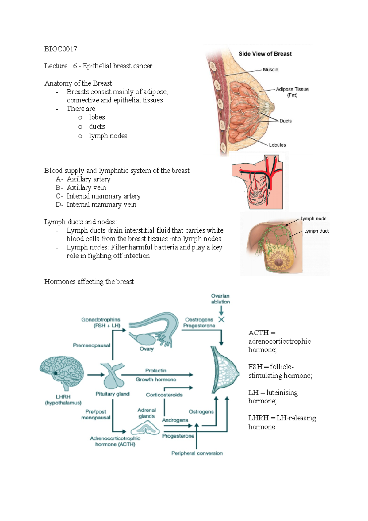 Lecture 16 b17 - BIOC Lecture 16 - Epithelial breast cancer Anatomy of ...