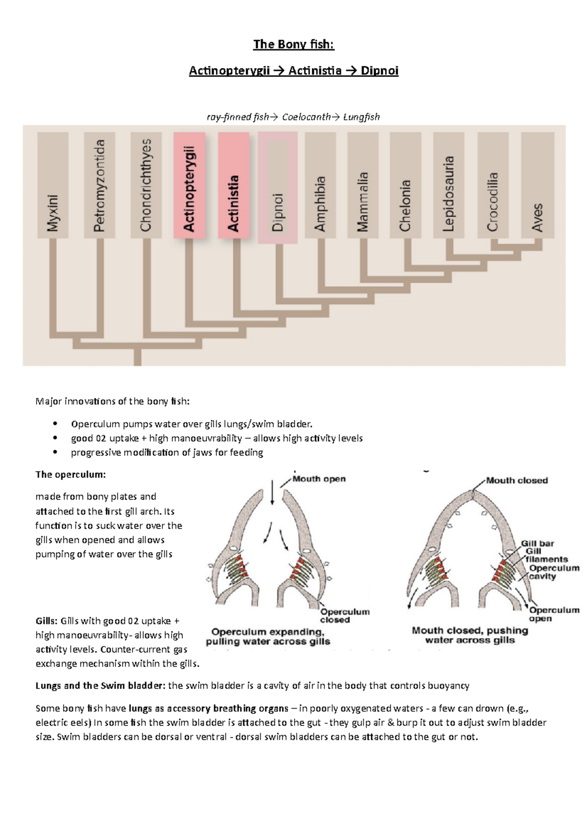 The Bony fish - The Bony fish - The Bony fish: Actinopterygii → ...