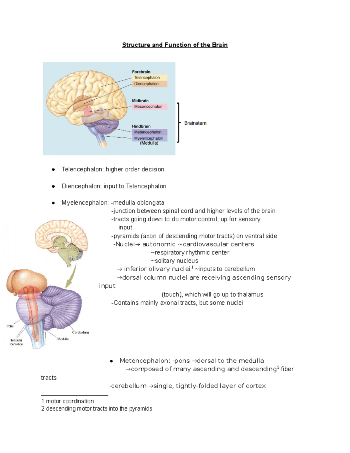 Structure and Function of the Brain - 4 involved in a variety of ...