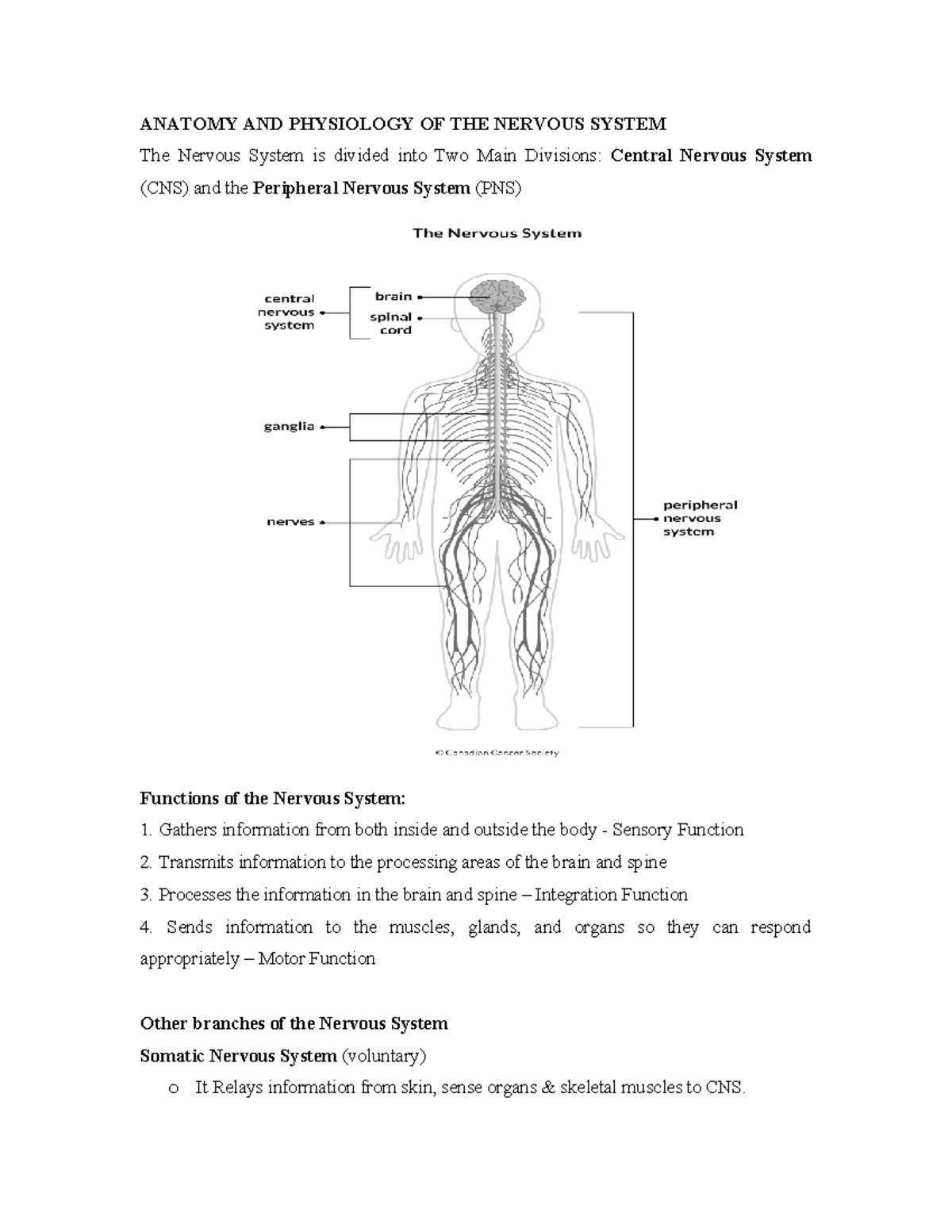 Anatomy of the nervous system - ANATOMY AND PHYSIOLOGY OF THE NERVOUS ...