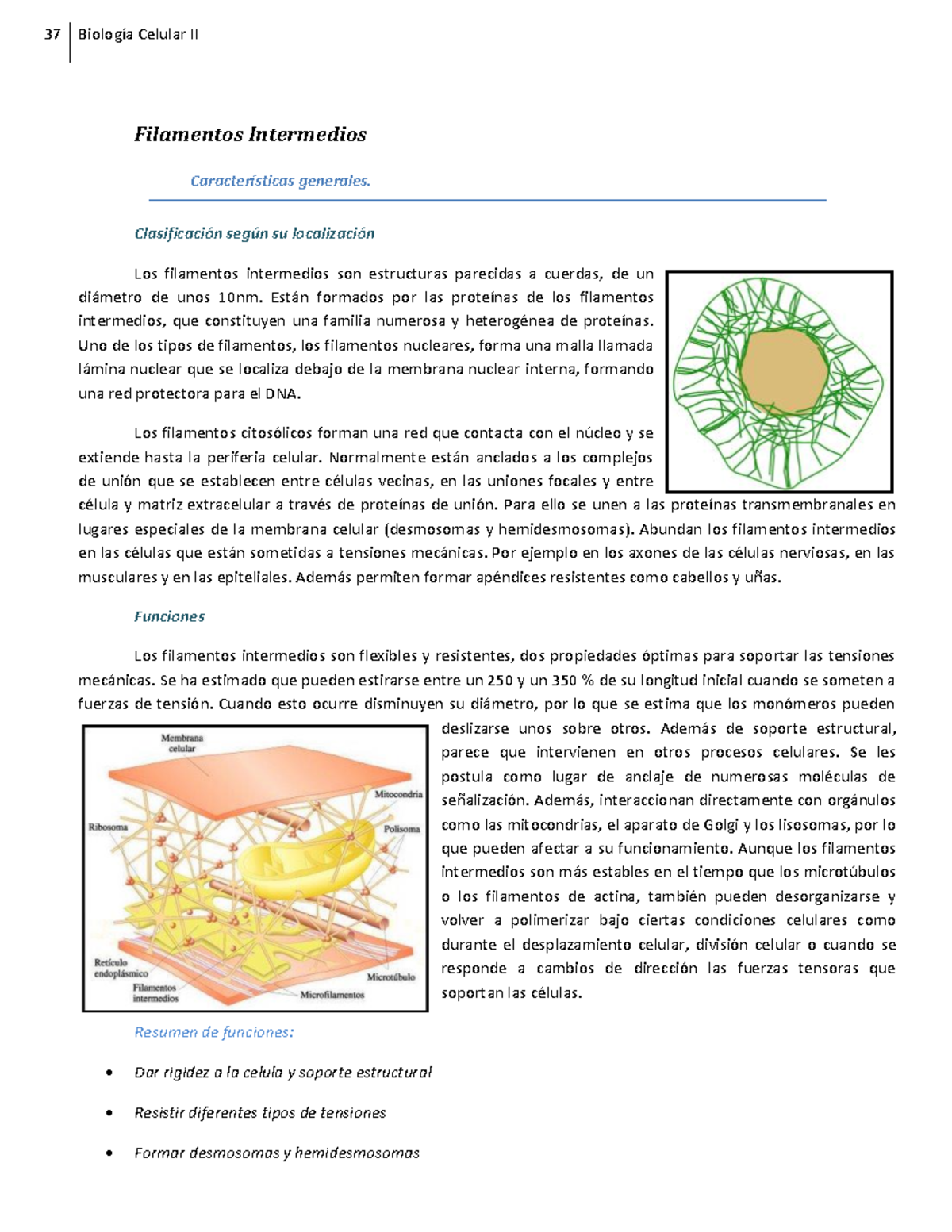 Filamentos intermedios - su Los filamentos intermedios son estructuras ...