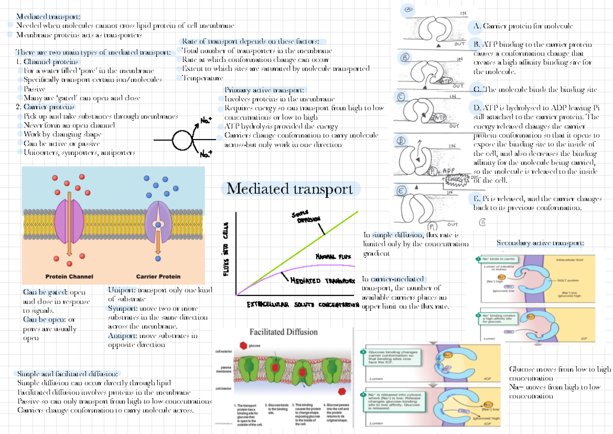 Mediated Transport - lecture notes - Mediated transport Mediated ...