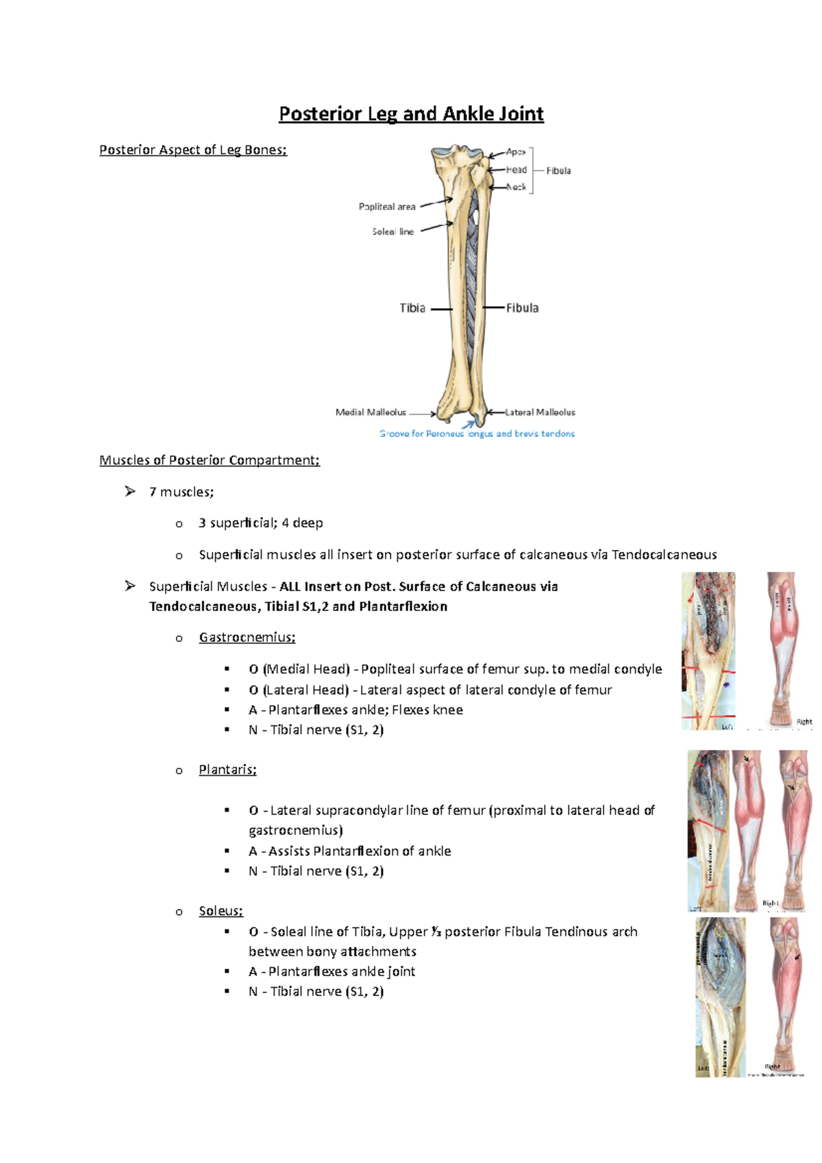 Posterior Leg and Ankle Joint - Posterior Leg and Ankle Joint Posterior ...