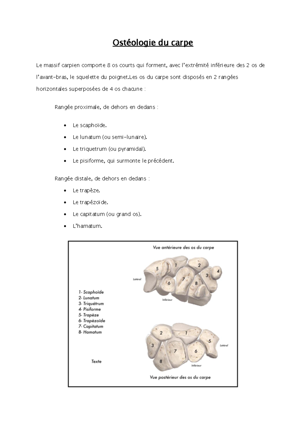 6 Ostéologie du carpe - Ostéologie du carpe Le massif carpien comporte ...