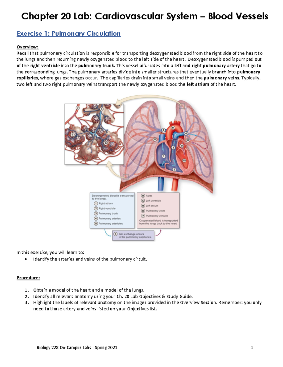 Ch 20 Lab Blood Vessels - Chapter 20 Lab: Cardiovascular System – Blood ...