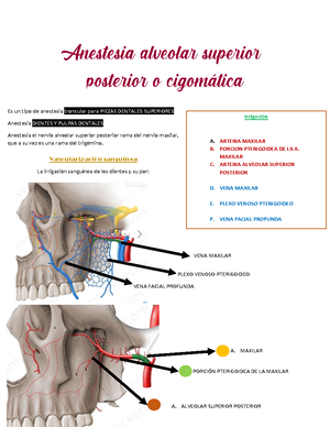 Anatomía topográfica región labial - Región Labial 1. Limites Arriba ...