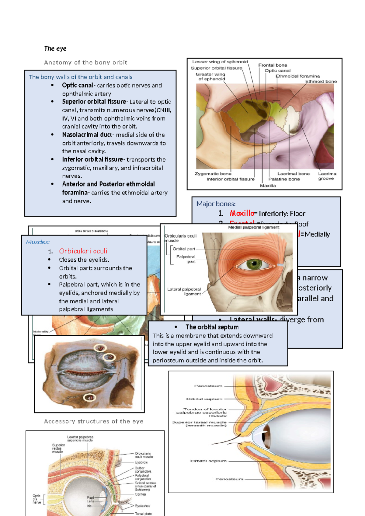 The eye (HUB) - Hub notes on the eye - The eye Anatomy of the bony ...