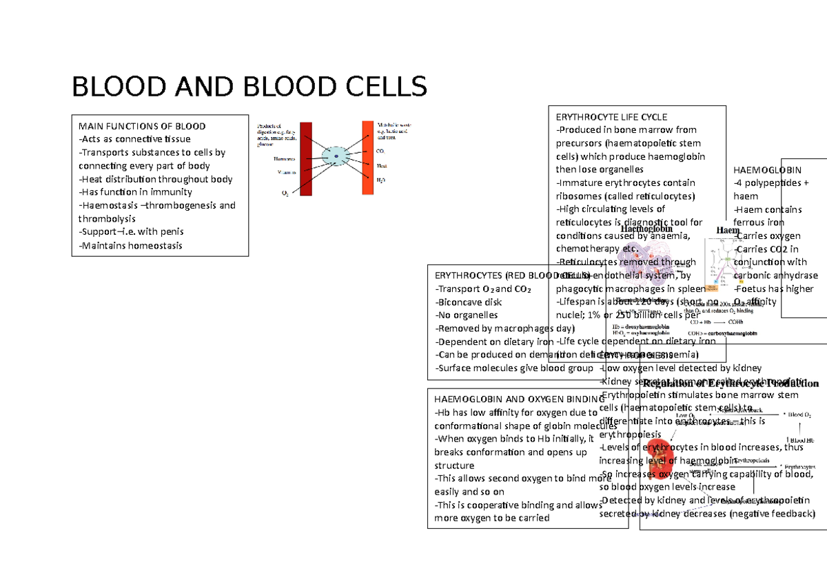 Blood and Blood Cells - BLOOD AND BLOOD CELLS ERYTHROCYTE LIFE CYCLE ...