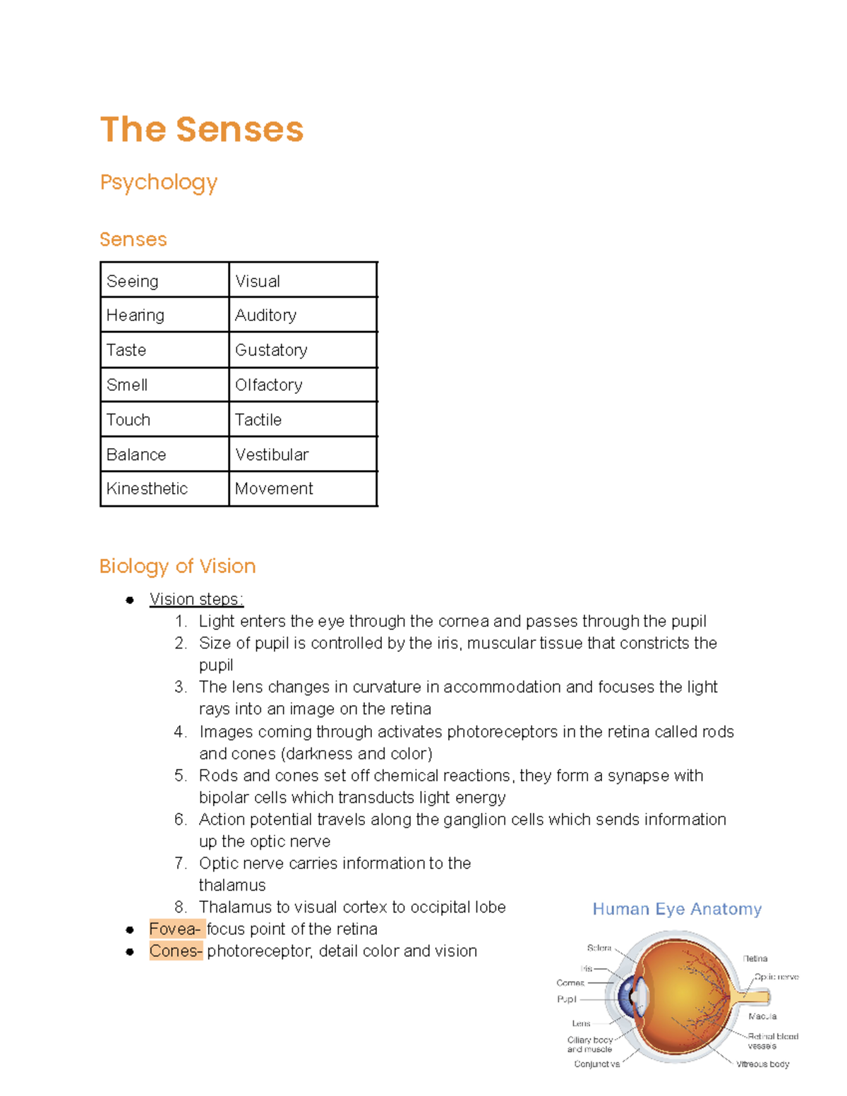 Psychology: The Senses - The Senses Psychology Senses Seeing Visual ...