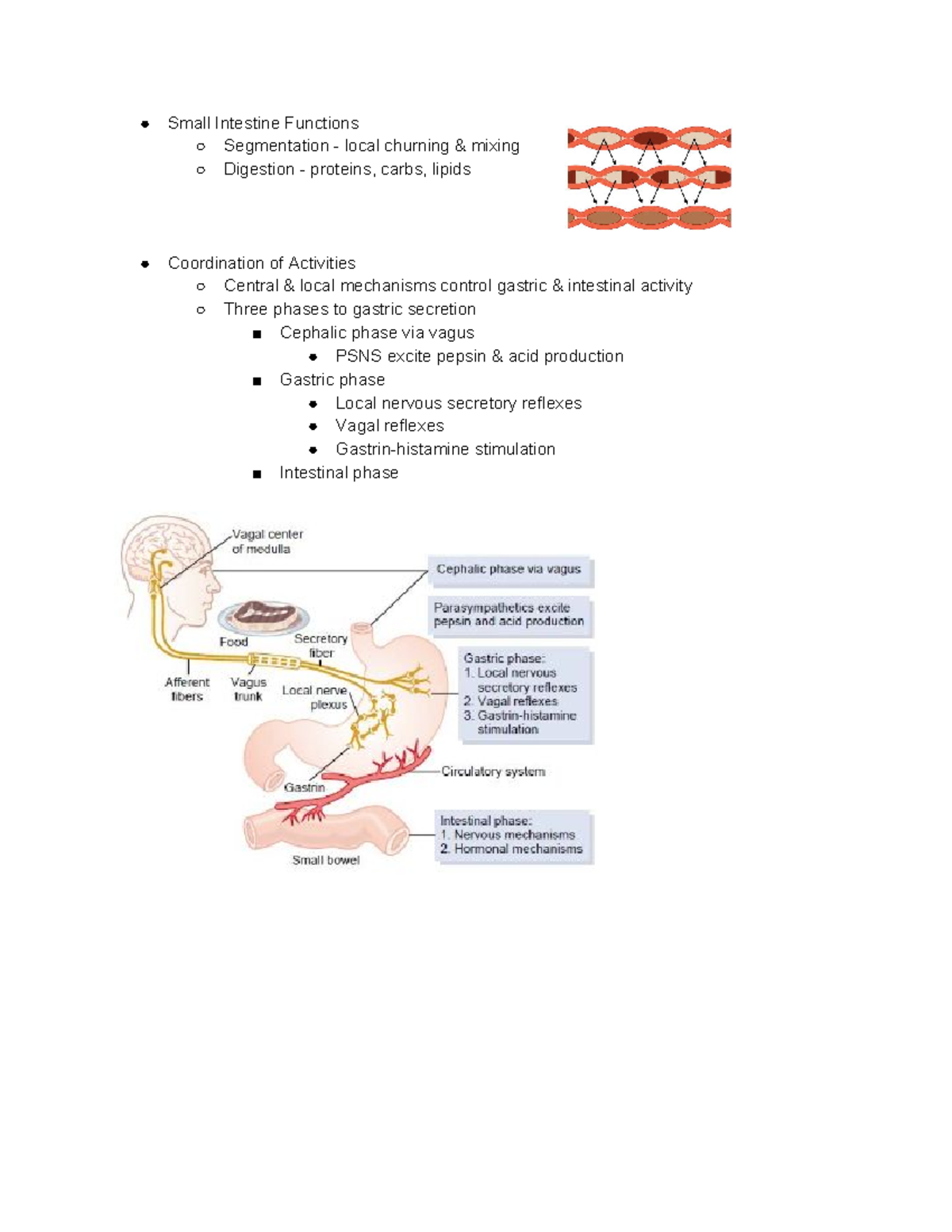 Pt. 2 Ch. 25 Digestive System - Small Intestine Functions Segmentation ...