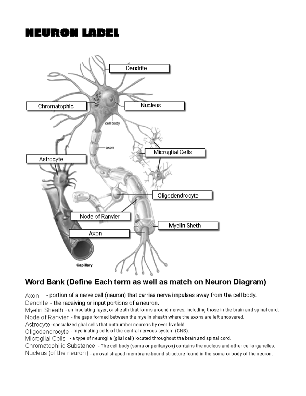 Neuron Label - Anatomy - NEURON LABEL Word Bank (Define Each term as ...