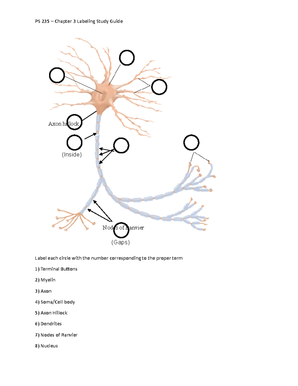 Chapter 3 Labeling Study guide - PS 235 – Chapter 3 Labeling Study ...