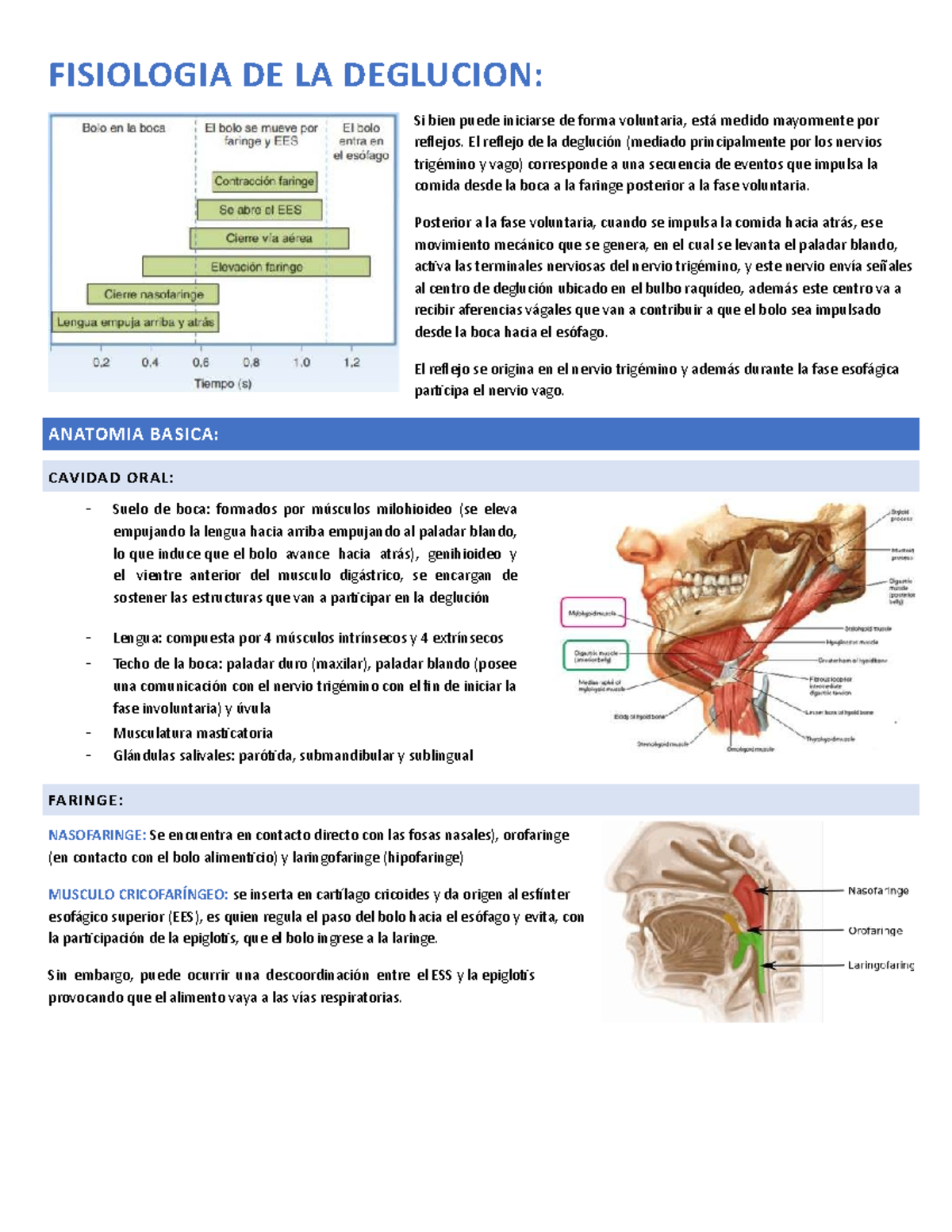 Fisiología de la deglución - FISIOLOGIA DE LA DEGLUCION: Si bien puede ...