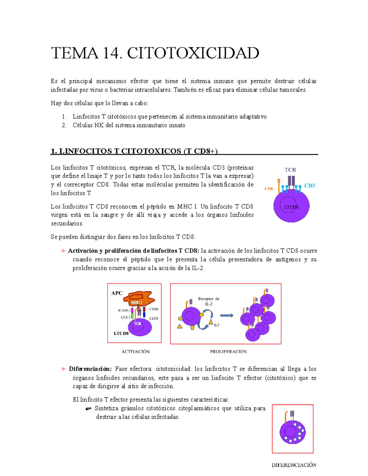 TEMA 14. Citotoxicidad, Linf T y celulas NK - Inmunología - UNAV - Studocu