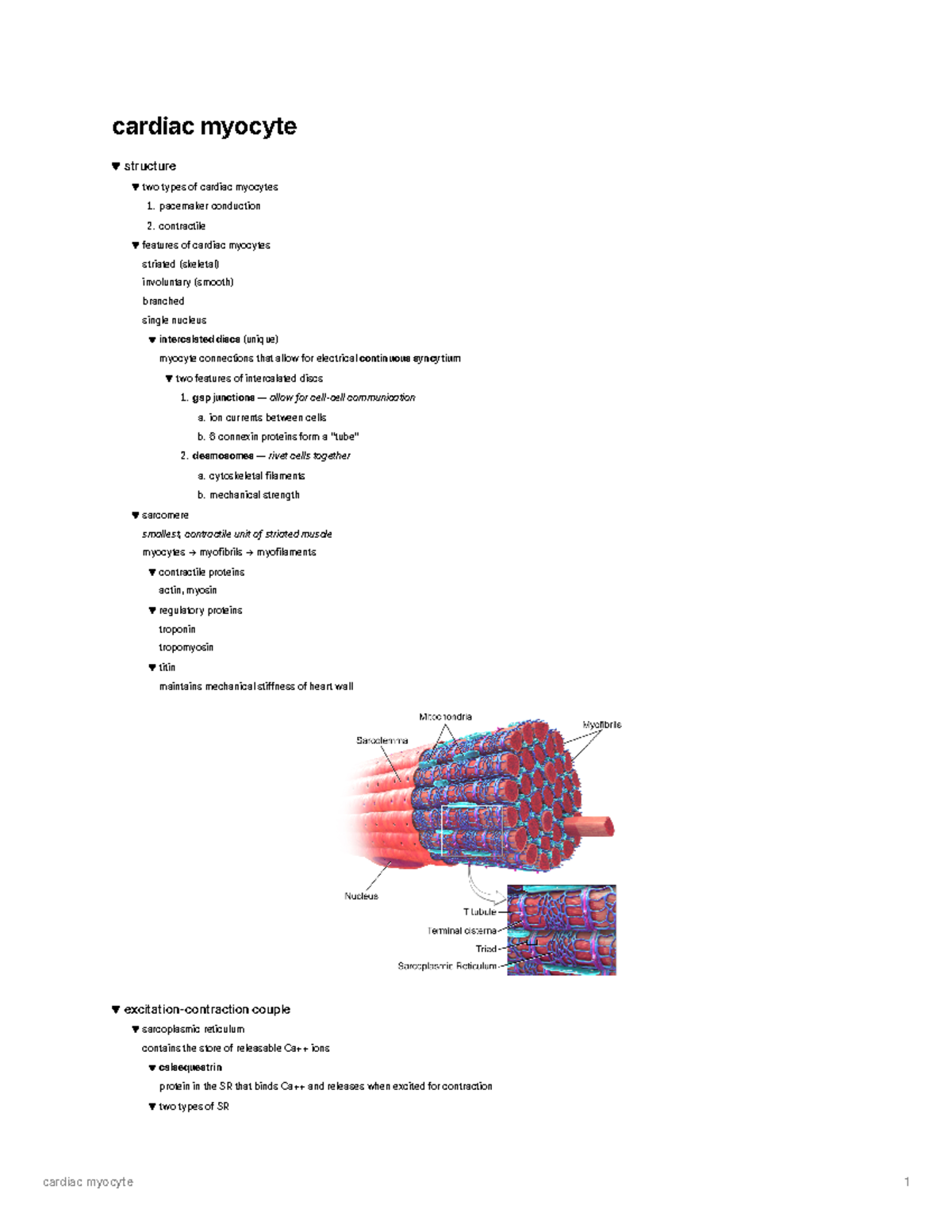 Cardiac myocyte notes - cardiac myocyte 1 cardiac myocyte structure two ...